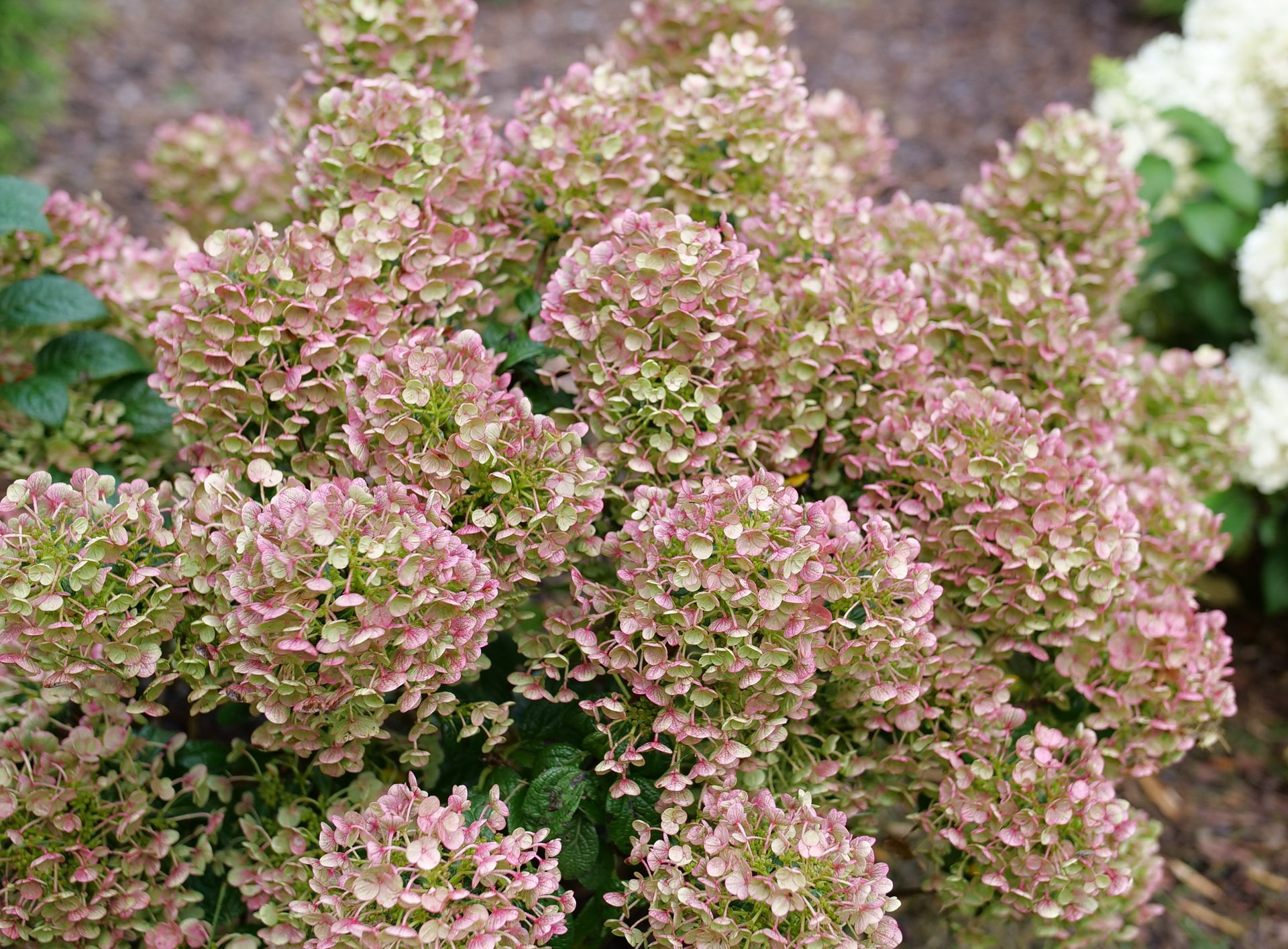 Tiny Quick Fire® Panicle Hydrangea – GardenTap