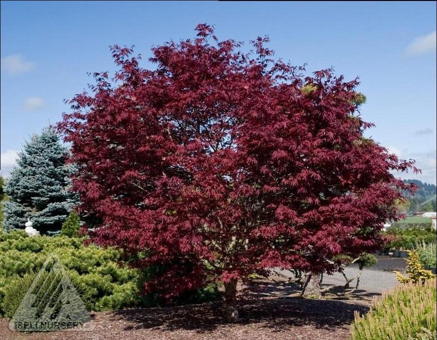 Fireglow Japanese Maple – GardenTap