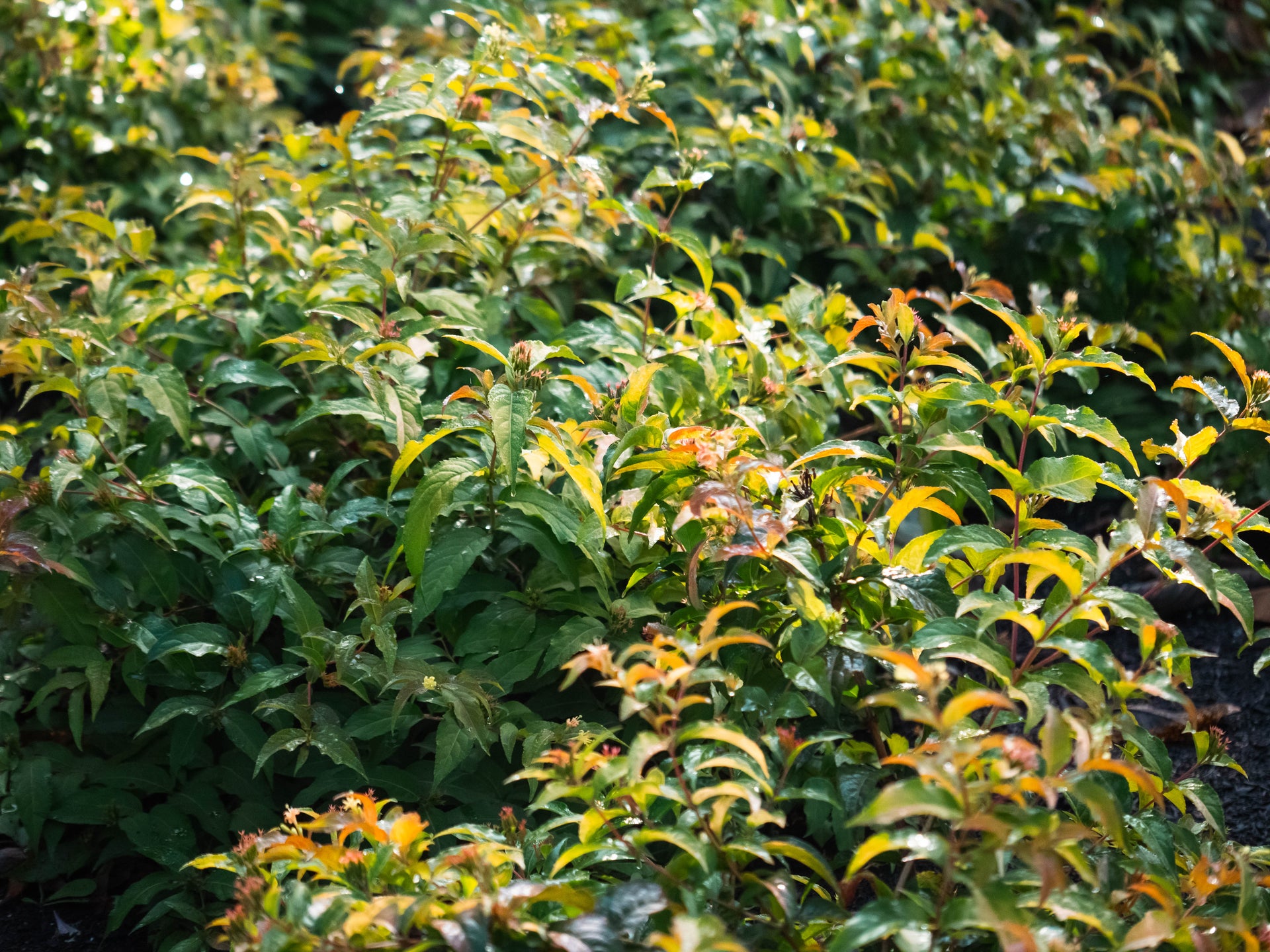 Firefly™ Bush Honeysuckle – GardenTap