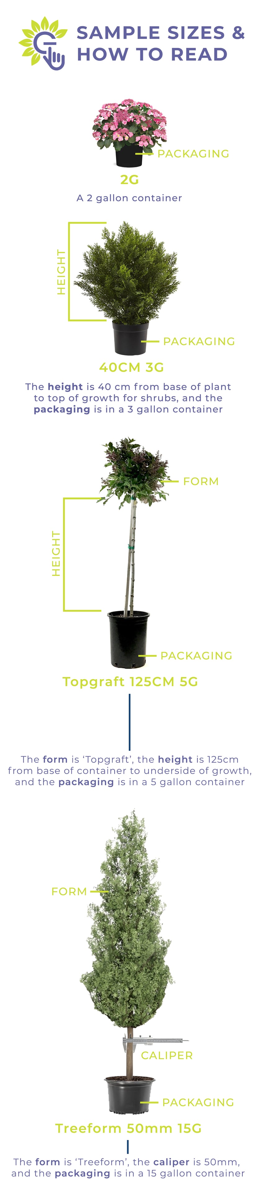 Plant Size Definitions – GardenTap
