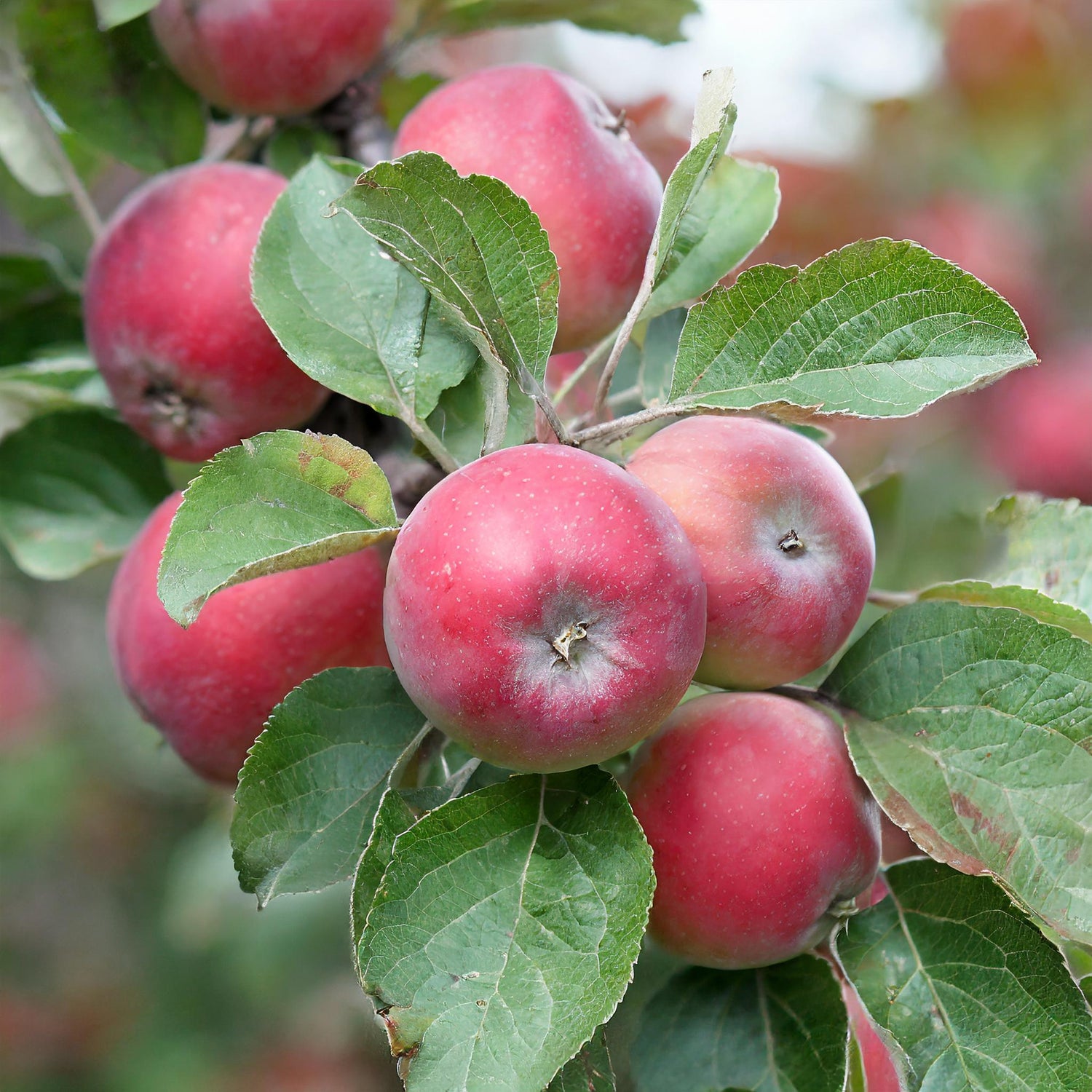 Scarlet Sentinel Apple – GardenTap