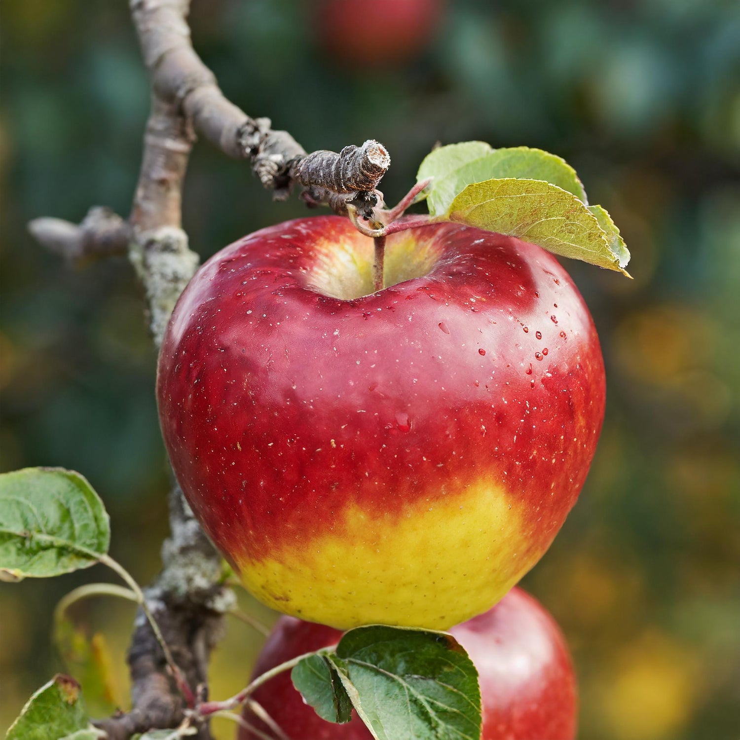 Wolf River Apple – GardenTap