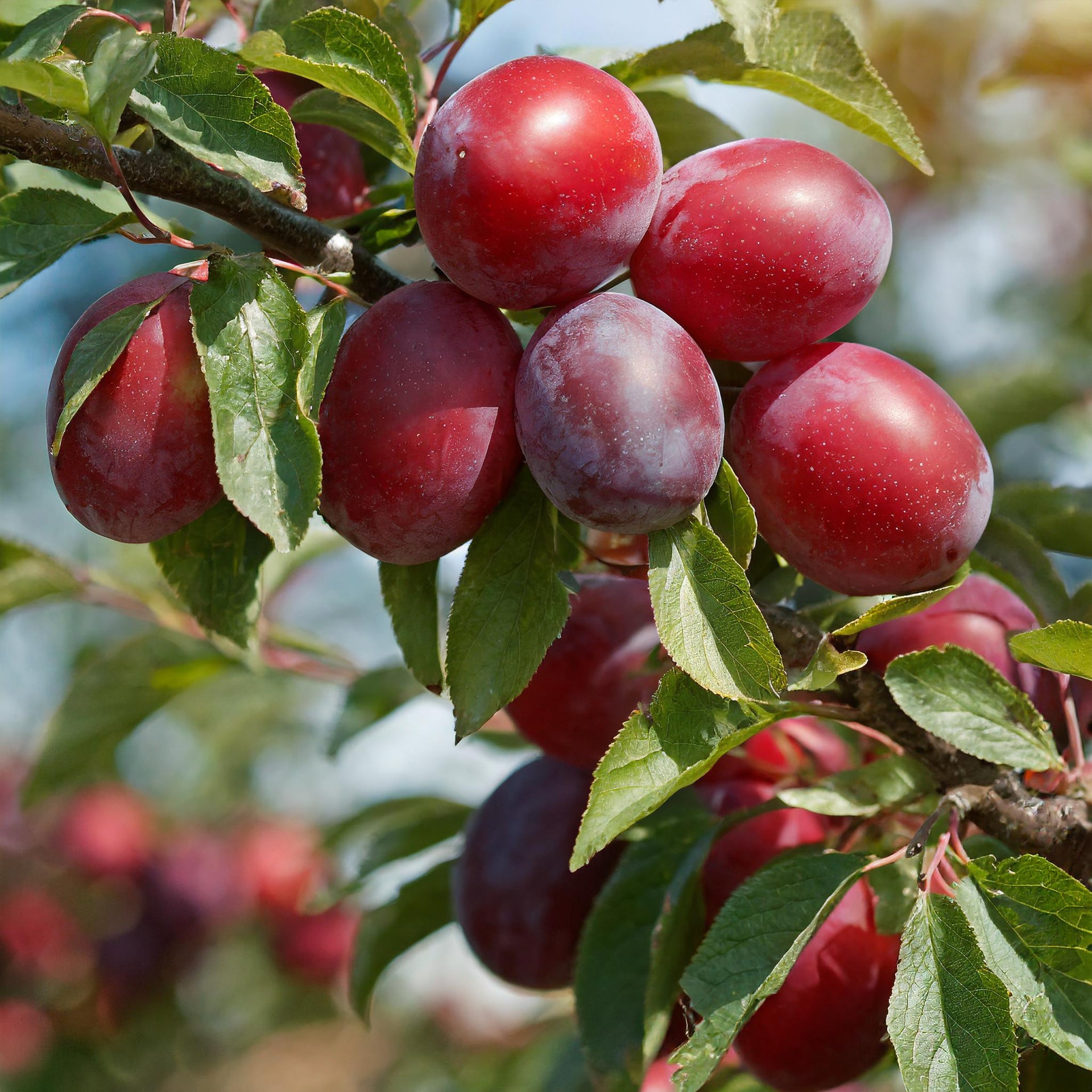 Ozark Premier Plum – GardenTap