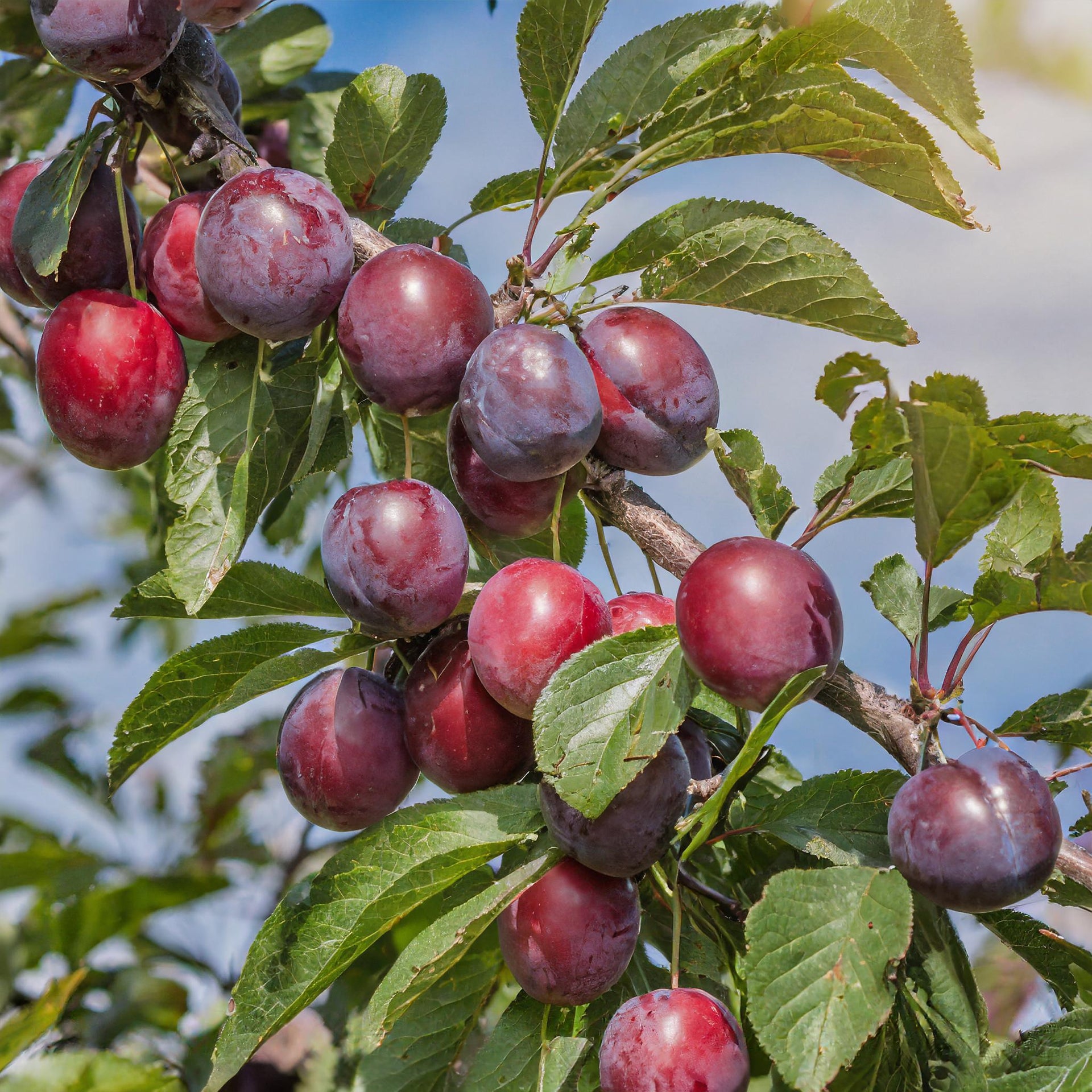 Nadia Cherry-Plum – GardenTap