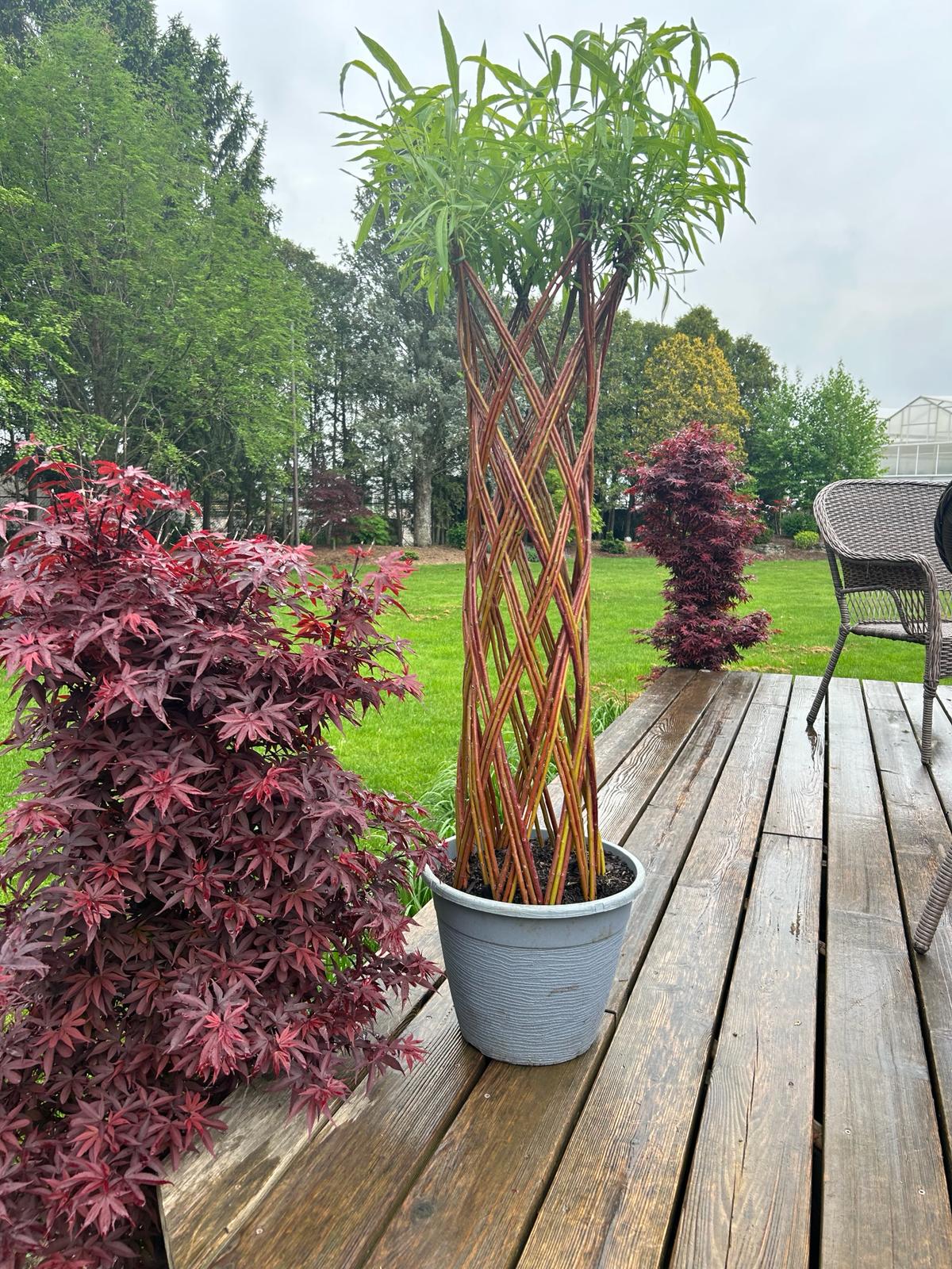 Braided Willow 80cm (12 Pot)" – GardenTap