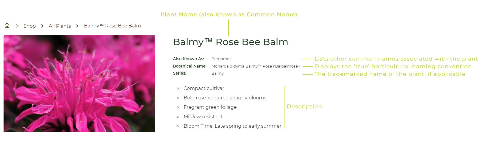 Plant Feature Definitions – GardenTap