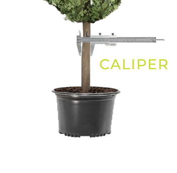 Plant Size Definitions – GardenTap